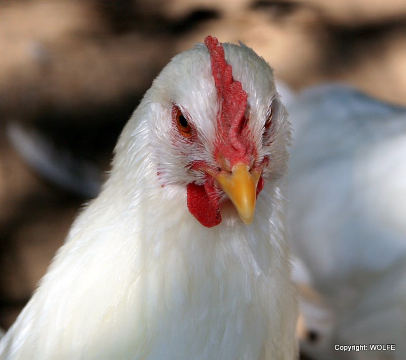 Rhode Island White Chickens - Baby Chicks For Sale | Cackle Hatchery