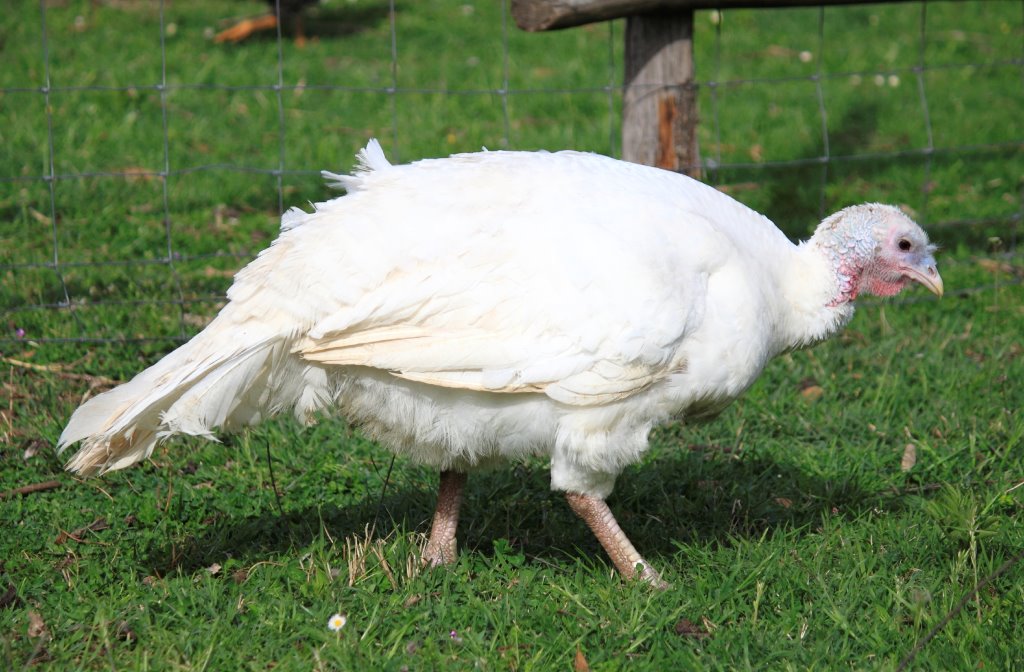 Broad Breasted White Turkey | Cackle Hatchery
