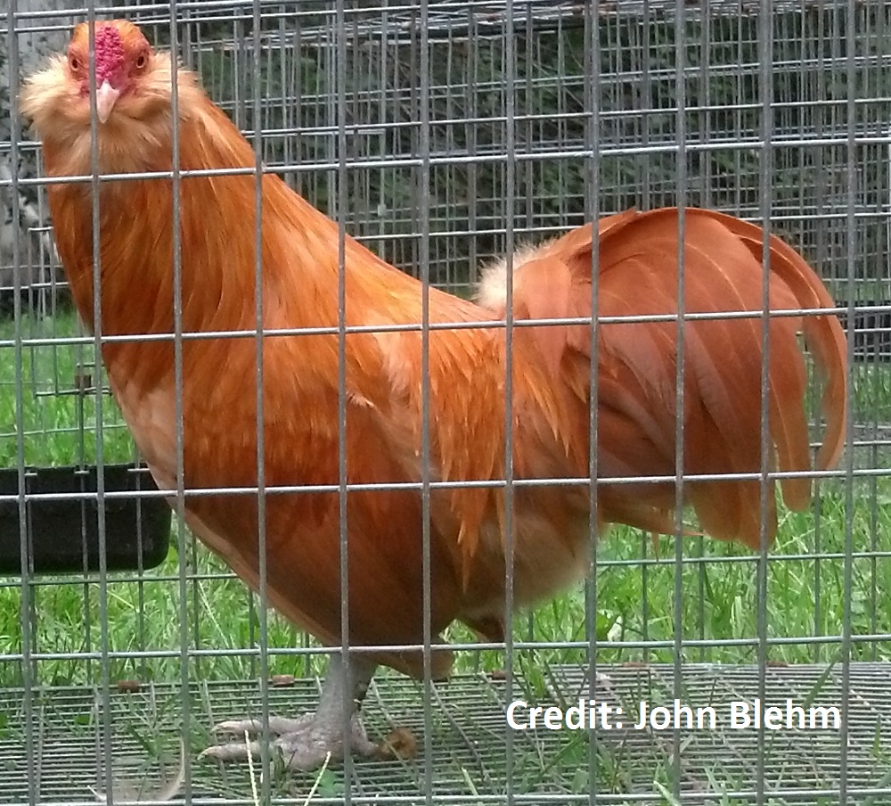 Buff Ameraucana Chicken For Sale | Cackle Hatchery