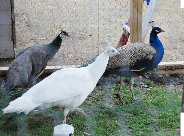 Peafowl for Sale - Assorted Peafowl Chicks | Cackle Hatchery