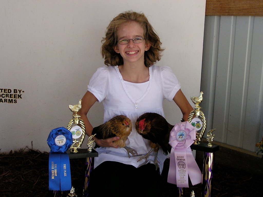 Quail Belgian Bearded D'anver Bantam | Cackle Hatchery