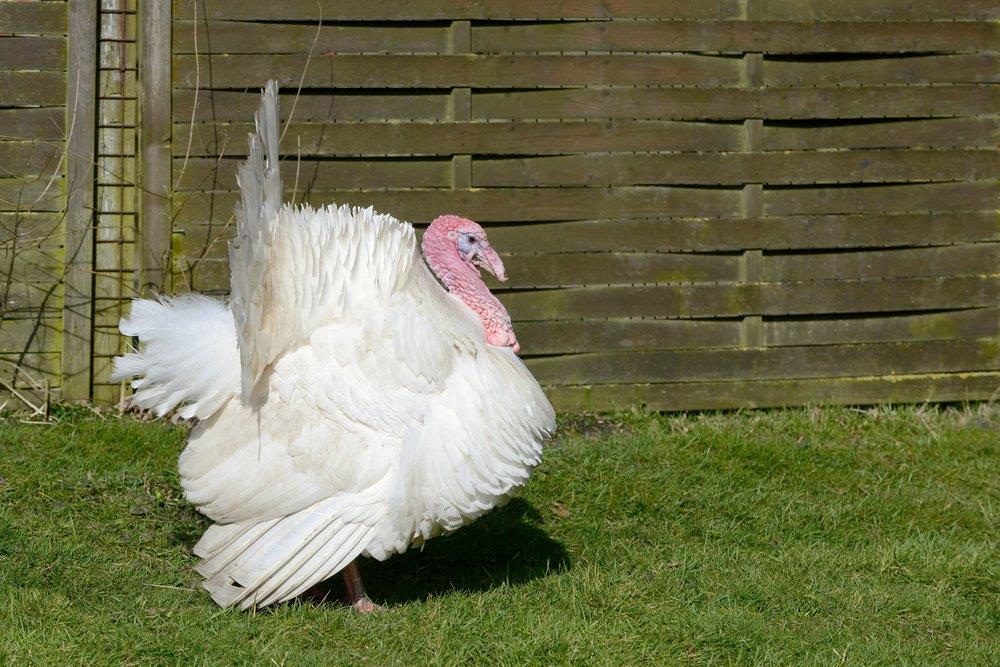 Broad Breasted White Turkey | Cackle Hatchery