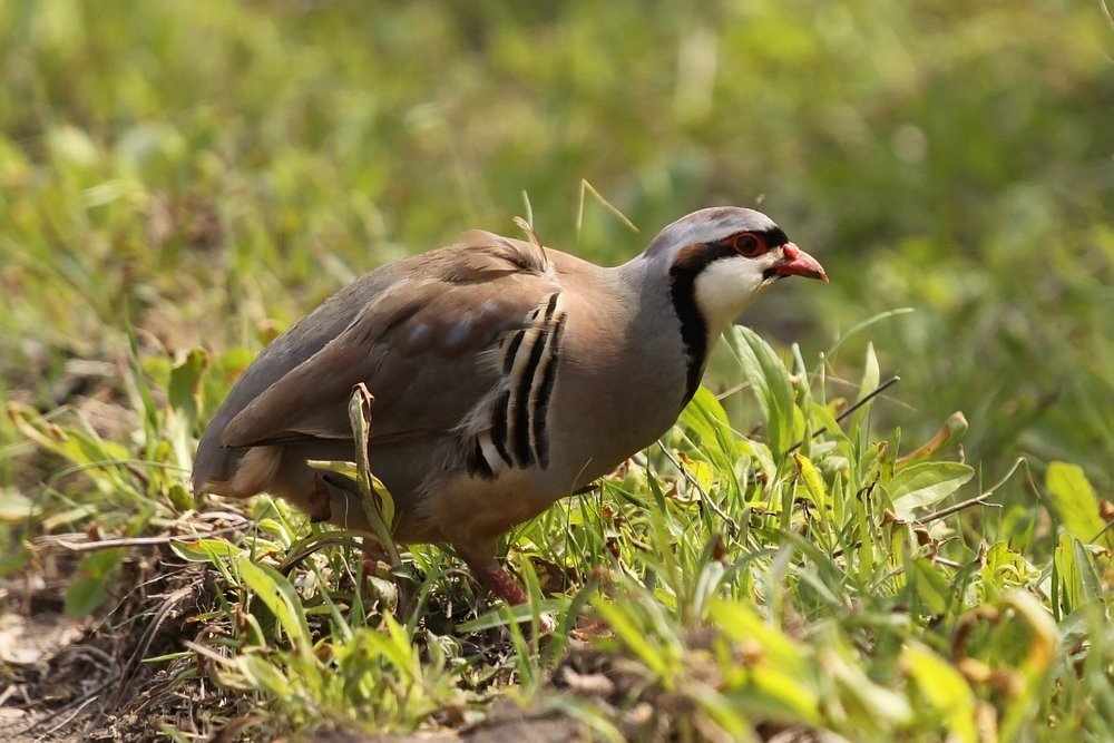 Chukar Partridge - Chukar Chicks for Sale | Cackle Hatchery