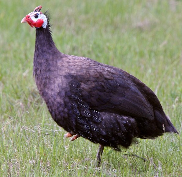 Royal Purple Guinea Fowl for Sale | Cackle Hatchery
