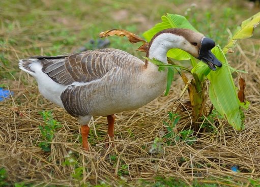 African Geese - Baby Waterfowl for Sale | Cackle Hatchery