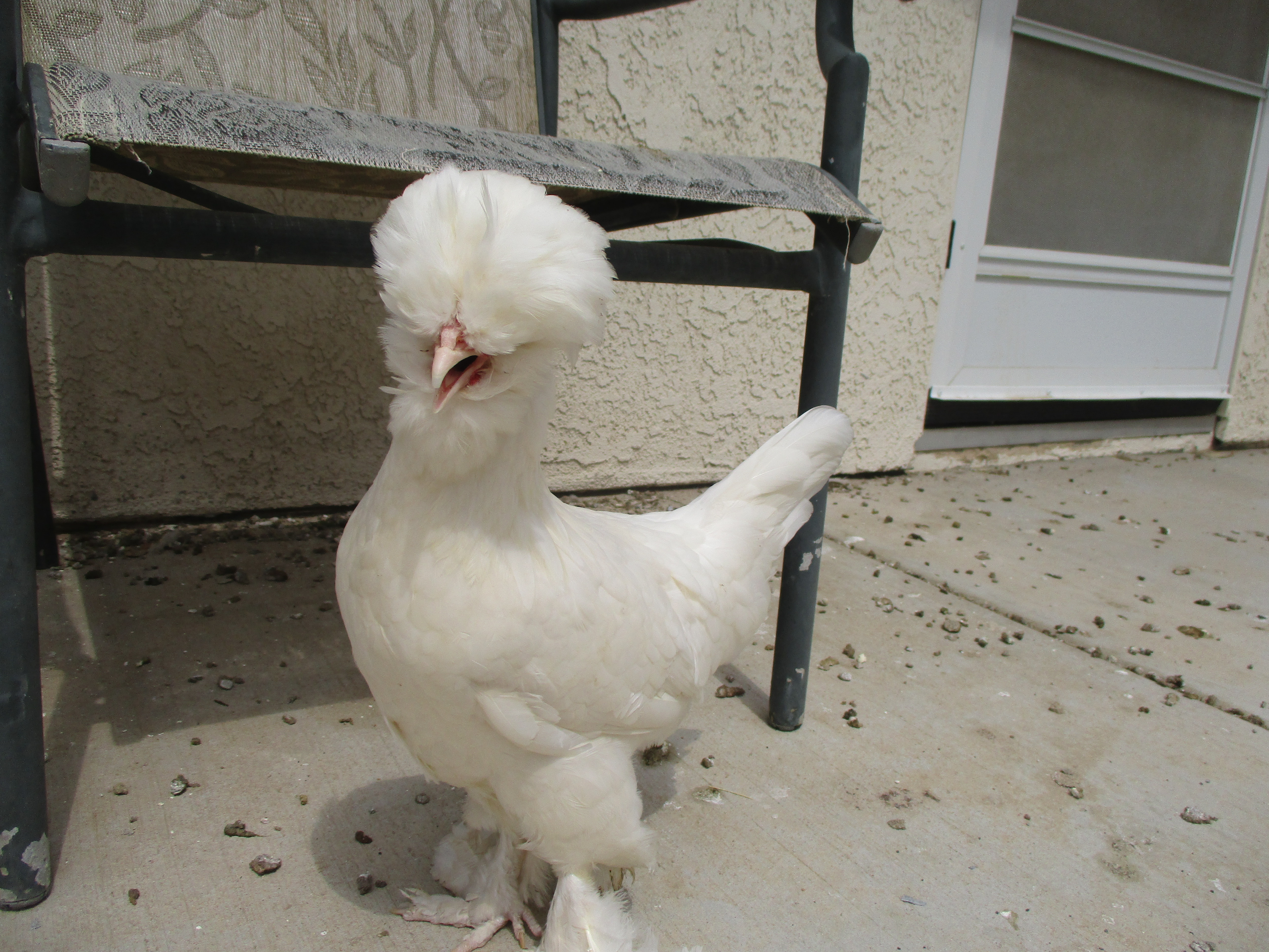 White Sultan Chickens : Baby Chicks for Sale | Cackle Hatchery