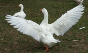 White Embden Geese - Baby Gosling for Sale | Cackle Hatchery®