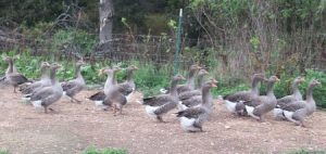Toulouse Goslings for Sale | Production Geese | Cackle Hatchery®