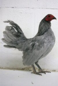 Self Blue Old English Bantam Chicks for Sale | Cackle Hatchery®