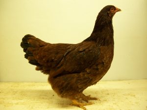 Buckeye Chickens - Baby Chicks for Sale | Cackle Hatchery®