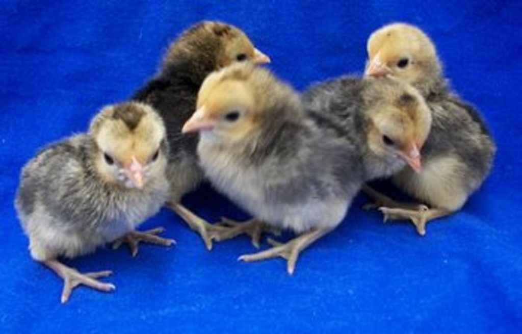 Ginger Red Old English Bantam Chicken | Cackle Hatchery®