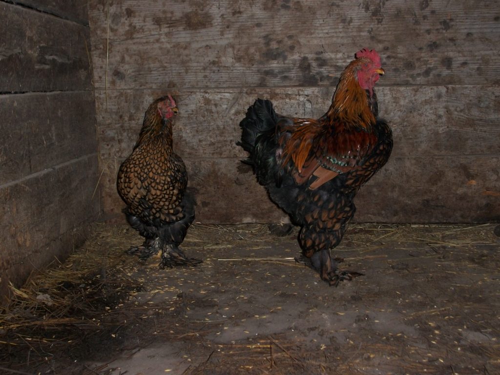 Golden Laced Cochin Standard - Baby Chicks | Cackle Hatchery®