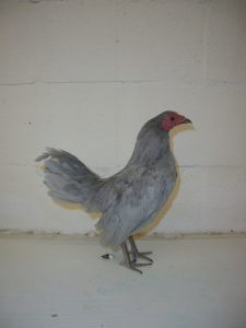 Self Blue Old English Bantam Chicks for Sale | Cackle Hatchery®