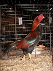 Black Breasted Red Aseel Chicks | Rare Indian Heritage Gamefowl