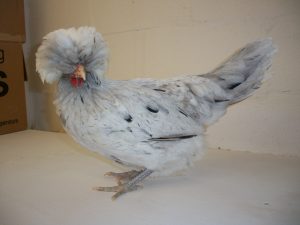 Splash Polish Chickens - Baby Chicks & Fowl | Cackle Hatchery®