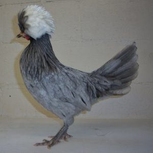 White Crested Blue Polish Chicken for Sale - White Egg Layers | Cackle ...