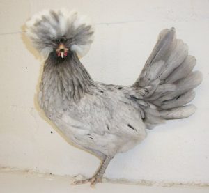 Splash Polish Chickens - Baby Chicks & Fowl | Cackle Hatchery®