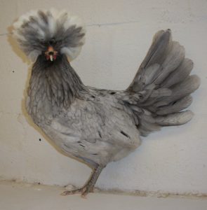 White Crested Blue Polish Chicken for Sale - White Egg Layers | Cackle ...