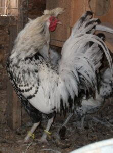 Silver Spangled Appenzeller Spitzhauben Chickens | Cackle Hatchery®