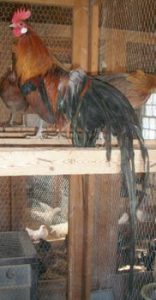 Black Breasted Red Phoenix Bantam Chickens | Cackle Hatchery®