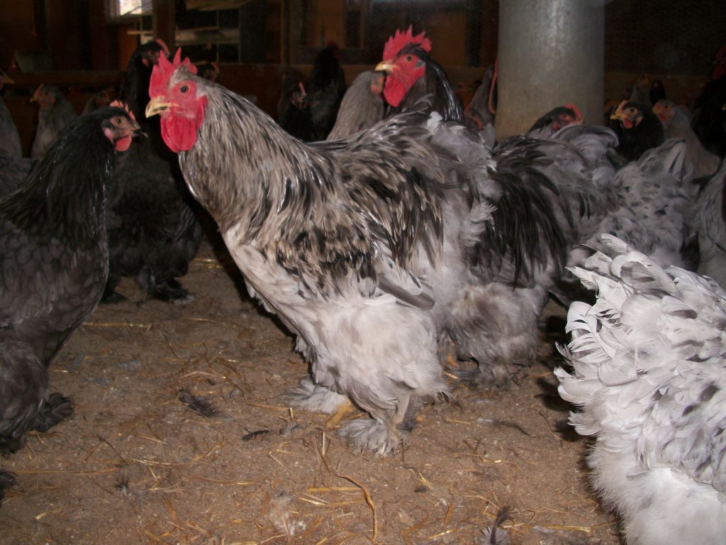 Splash Cochin - Standard Cochin Chickens | Cackle Hatchery®
