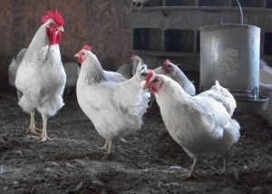 Delaware Chickens - Brown Egg Layers | Cackle Hatchery®