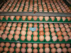 Production Red Chickens - Baby Chicks for Sale | Cackle Hatchery®