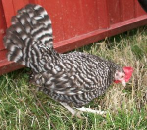 Bantam Pullet Deal - 5 Baby Chicks | Cackle Hatchery®