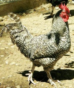 French Cuckoo Marans - Baby Chicks | Cackle Hatchery®