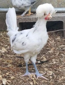 Splash Polish Chickens - Baby Chicks & Fowl | Cackle Hatchery®