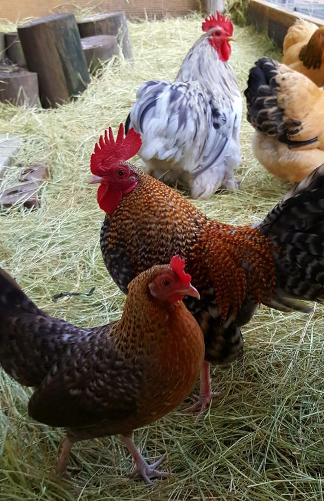 Splash Cochin Bantam Chickens for Sale | Cackle Hatchery®