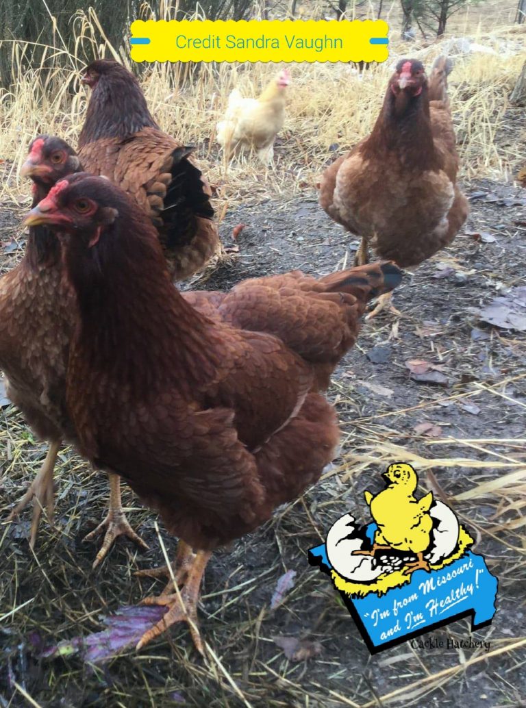 Buckeye Chickens - Baby Chicks for Sale | Cackle Hatchery®