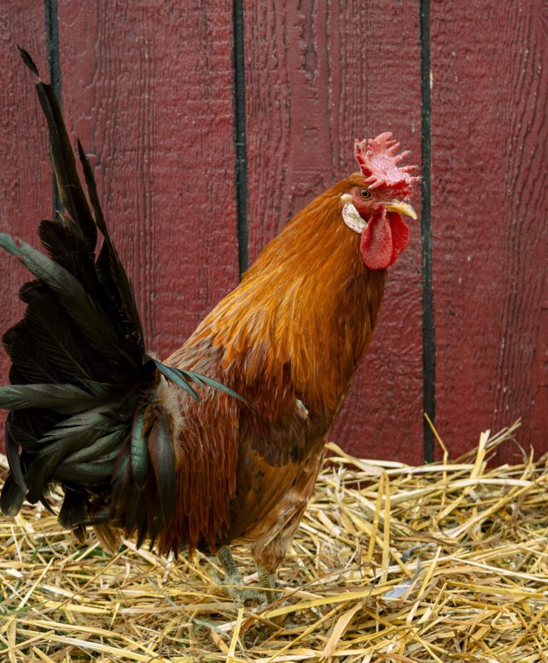 Sicilian Buttercup Chickens for Sale | Cackle Hatchery®