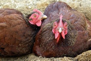 Rhode Island Red - Bantam Chicks for Sale | Cackle Hatchery®