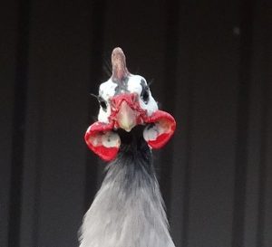 Lavender Guinea Fowl - Guinea Keets for Sale | Cackle Hatchery®