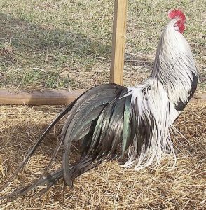 Silver Duckwing Standard Phoenix Chickens | Cackle Hatchery®