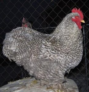Barred Cochin Bantam Chickens for Sale | Cackle Hatchery®