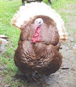 Bourbon Red Turkey - Heritage Turkey Poults | Cackle Hatchery®