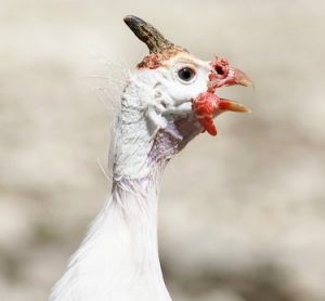 White African Guinea | Tick Control & Watch Birds