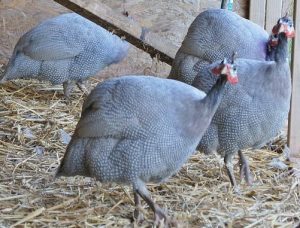 Lavender Guinea Fowl for Sale | Tick Control & Watch Birds
