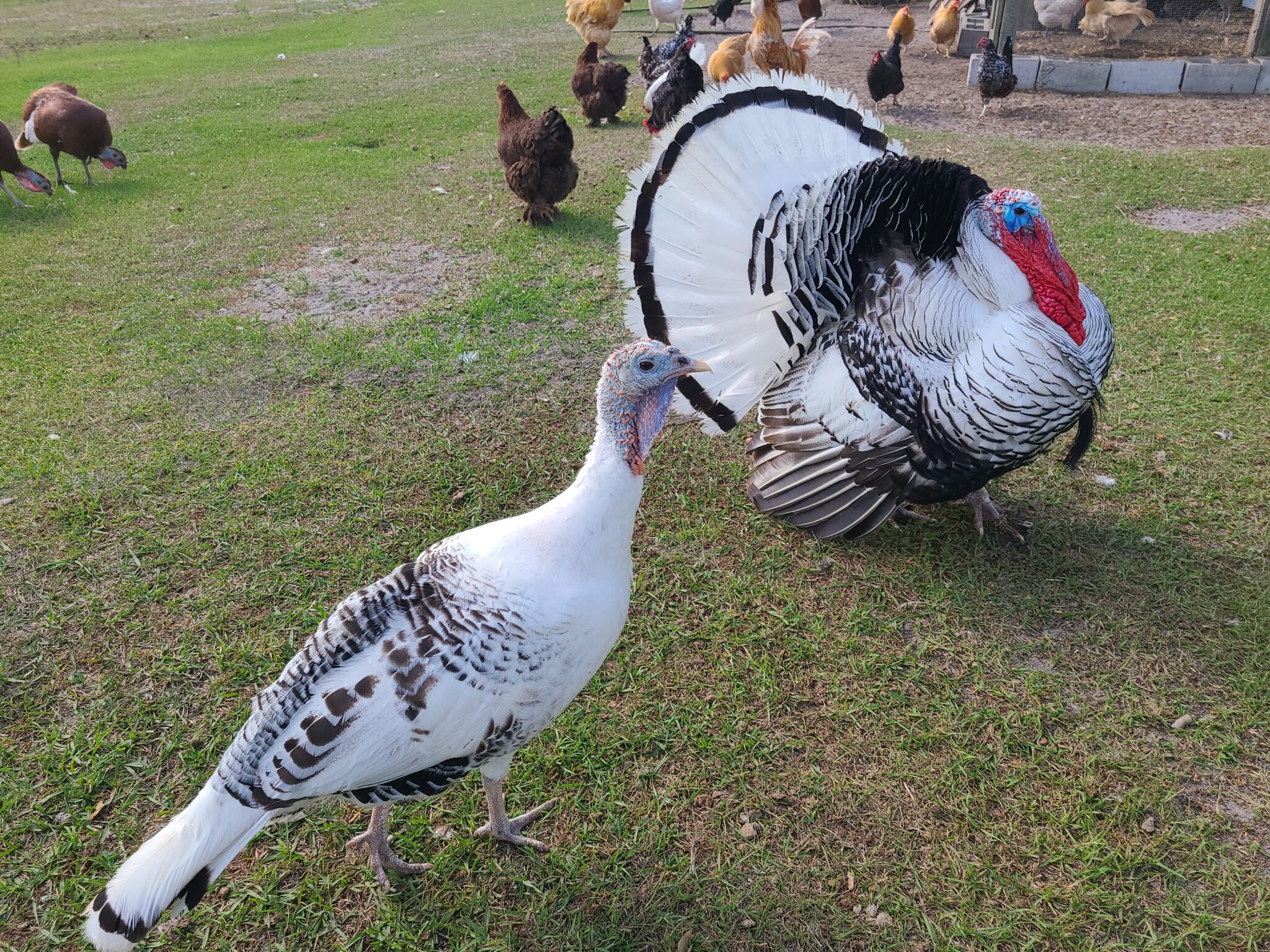 Royal Palm Turkey - Heritage Breed Turkeys | Cackle Hatchery®