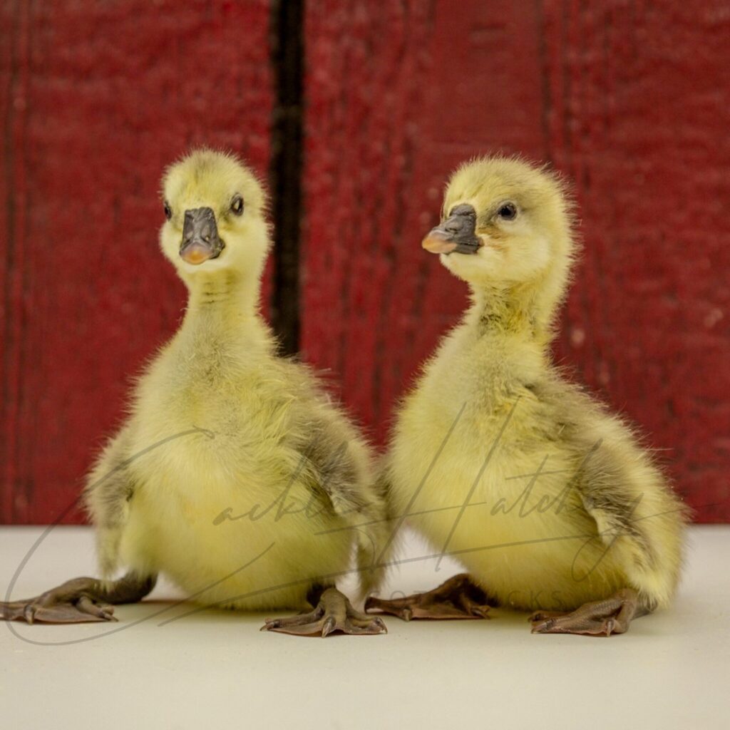 African Goose - Baby Waterfowl for Sale | Cackle Hatchery®