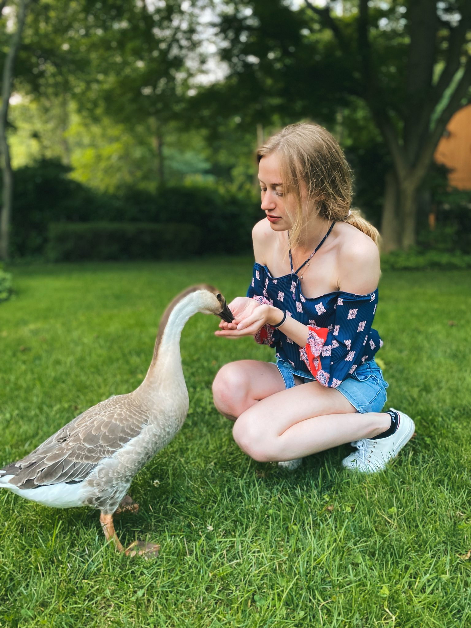 African Goose - Baby Waterfowl for Sale | Cackle Hatchery®