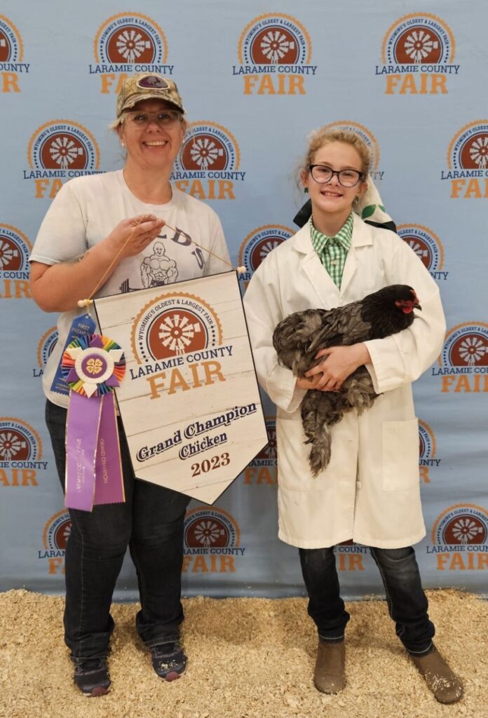 Blue Cochin Standard Baby Chicks for Sale | Cackle Hatchery®