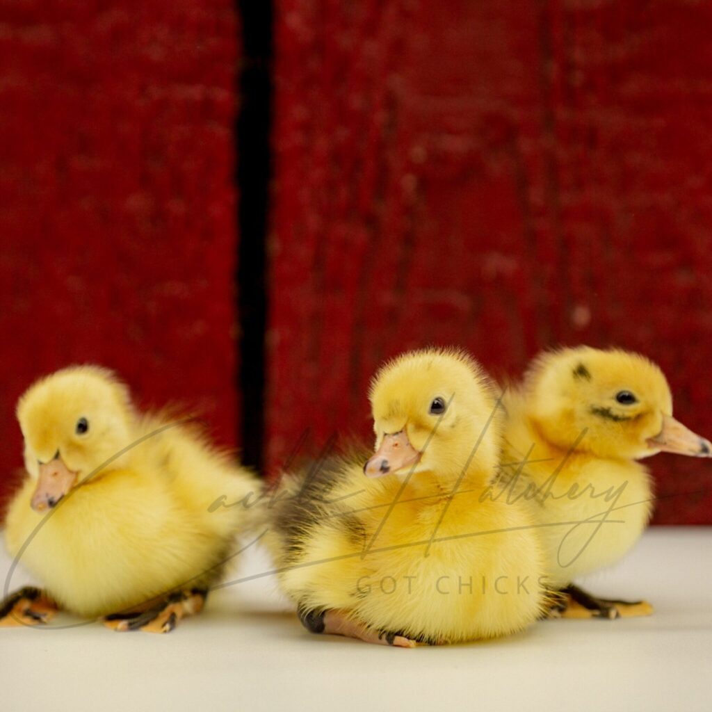 Ancona Ducklings| Rare All-Purpose Ducks | Cackle Hatchery®