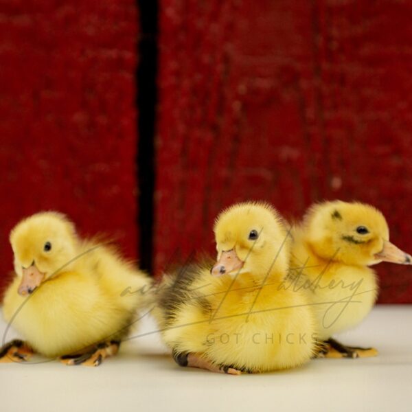 Ancona Ducklings| Rare All-Purpose Ducks | Cackle Hatchery®