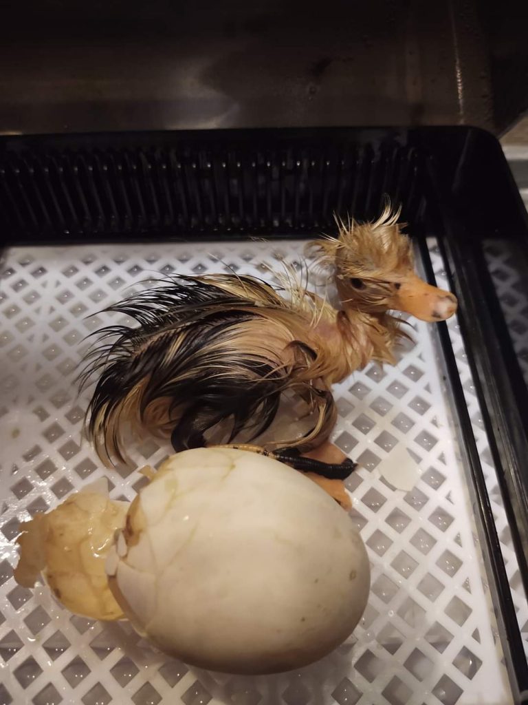 Ancona Ducks - Baby Ducks for Sale | Cackle Hatchery®