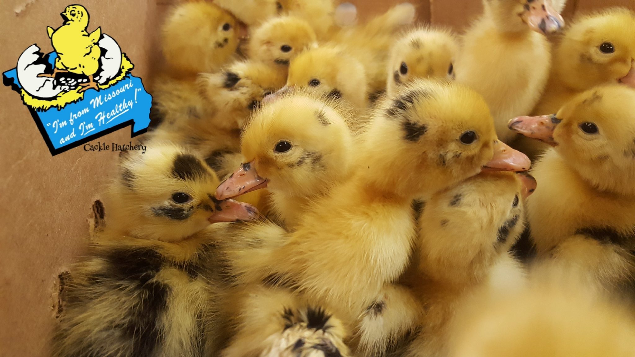 Ancona Ducks - Baby Ducks for Sale | Cackle Hatchery®