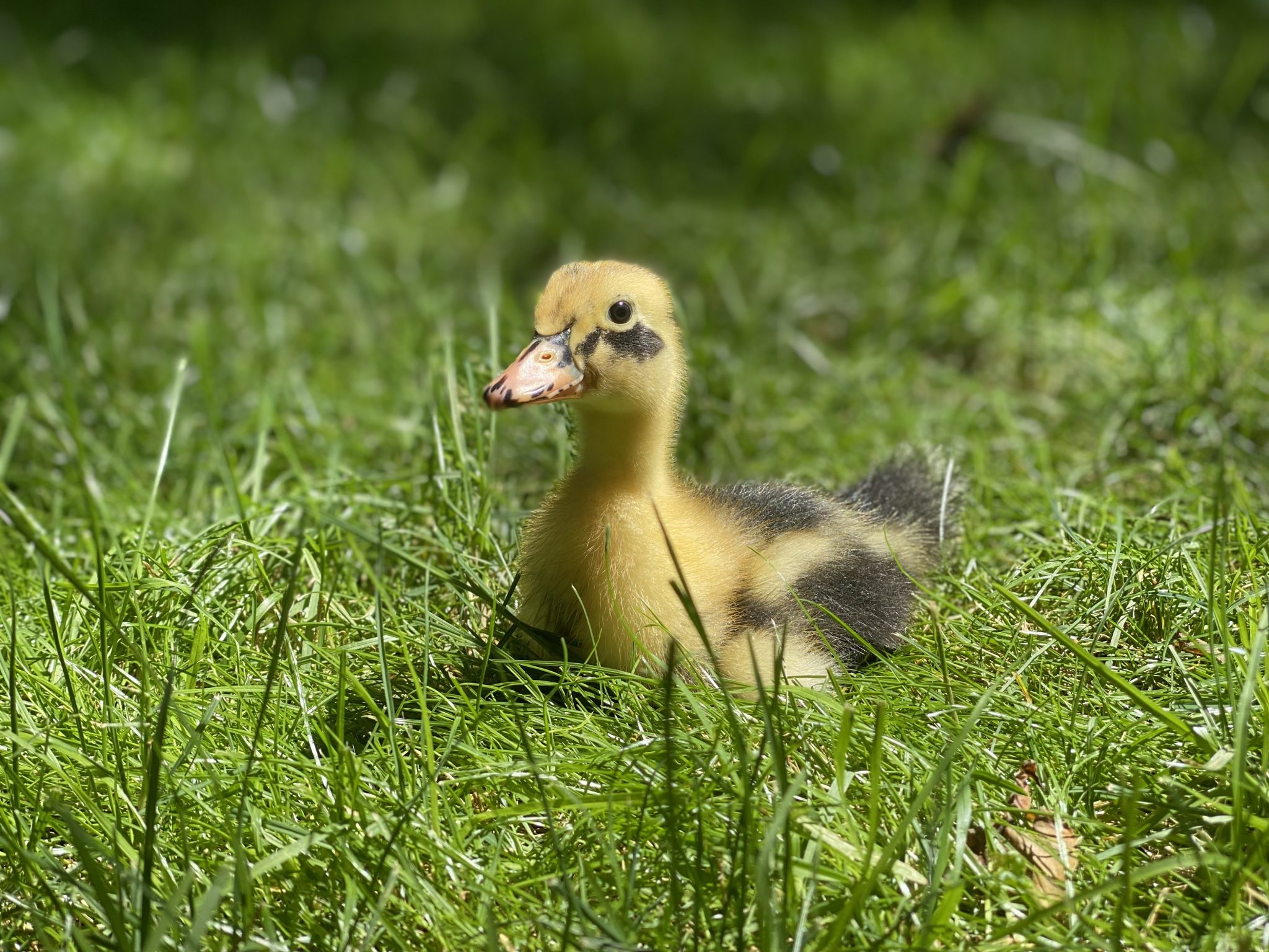 Ancona Ducklings| Rare All-Purpose Ducks | Cackle Hatchery®