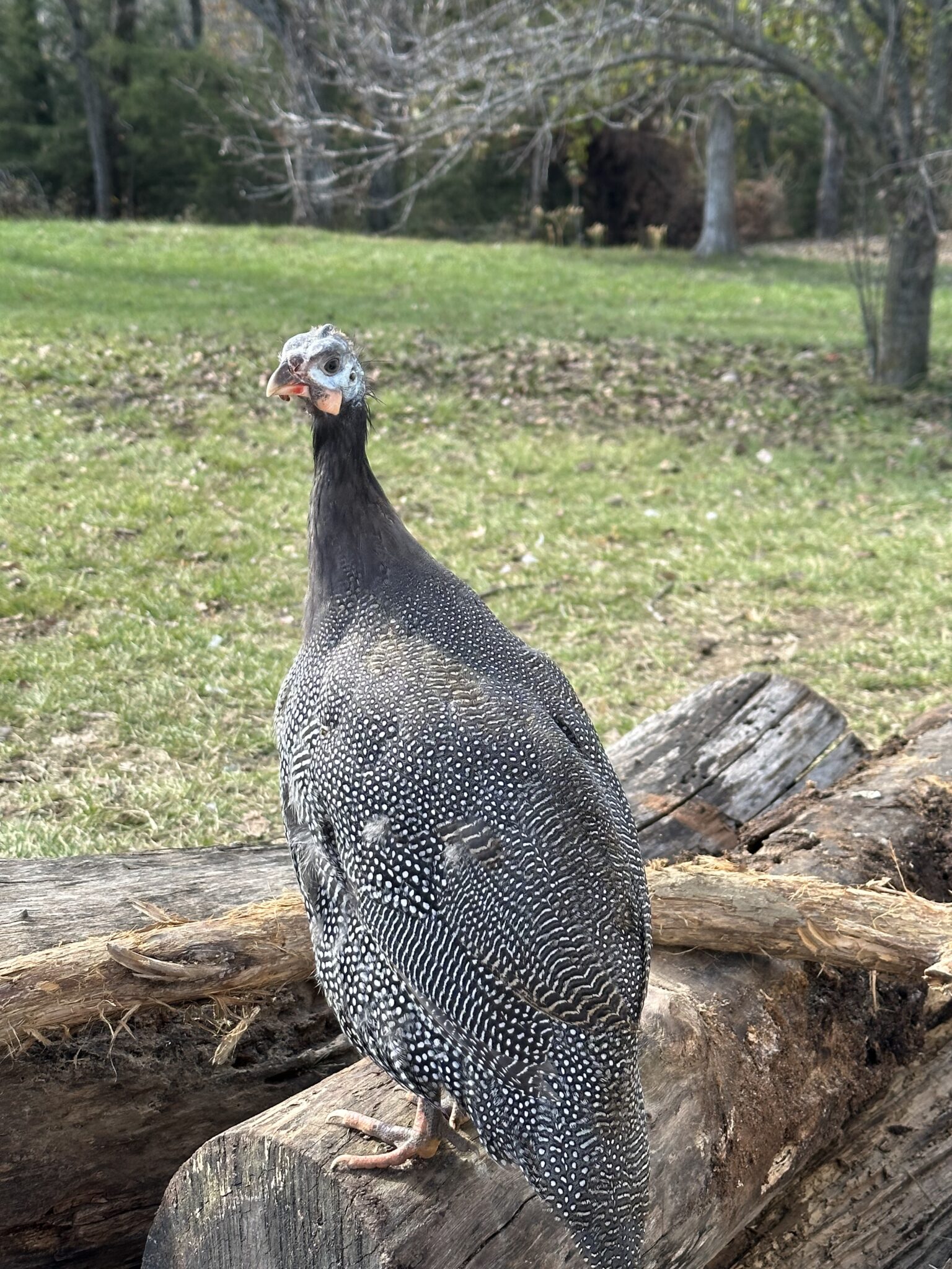 Pearl Guinea Keets - Guinea Fowl for Sale | Cackle Hatchery®